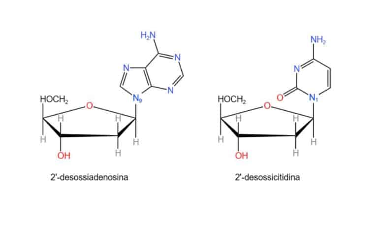 Il DNA cos'è, come si forma e quali sono le sue strutture - different