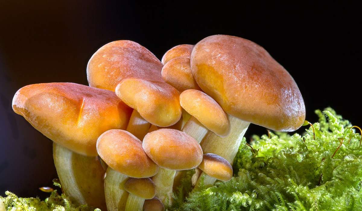 Quanto ne sai sui funghi? - different